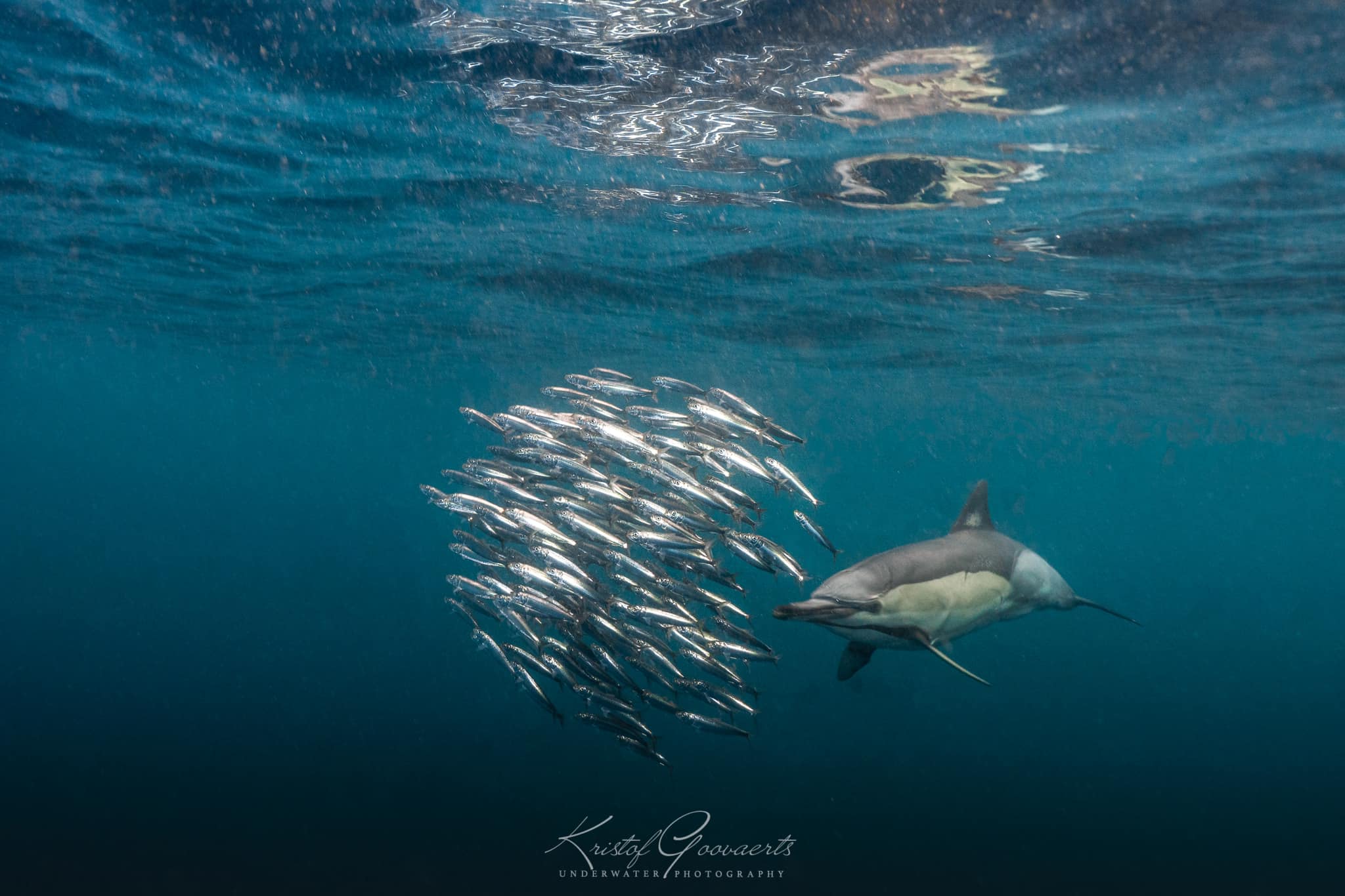 Sardine Run - South Africa - Diving Wild